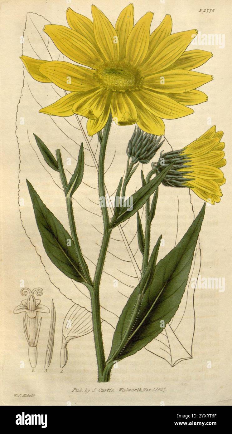 Sturdy stem supports hi-res stock photography and images - Alamy