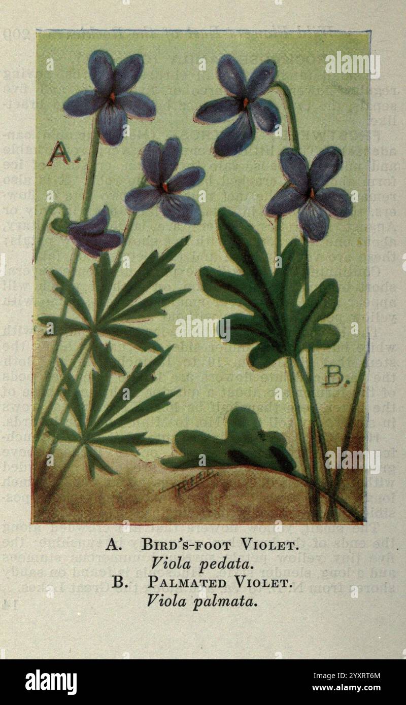 Wild flowers east of the Rockies New York Doubleday Page 1910 United ...