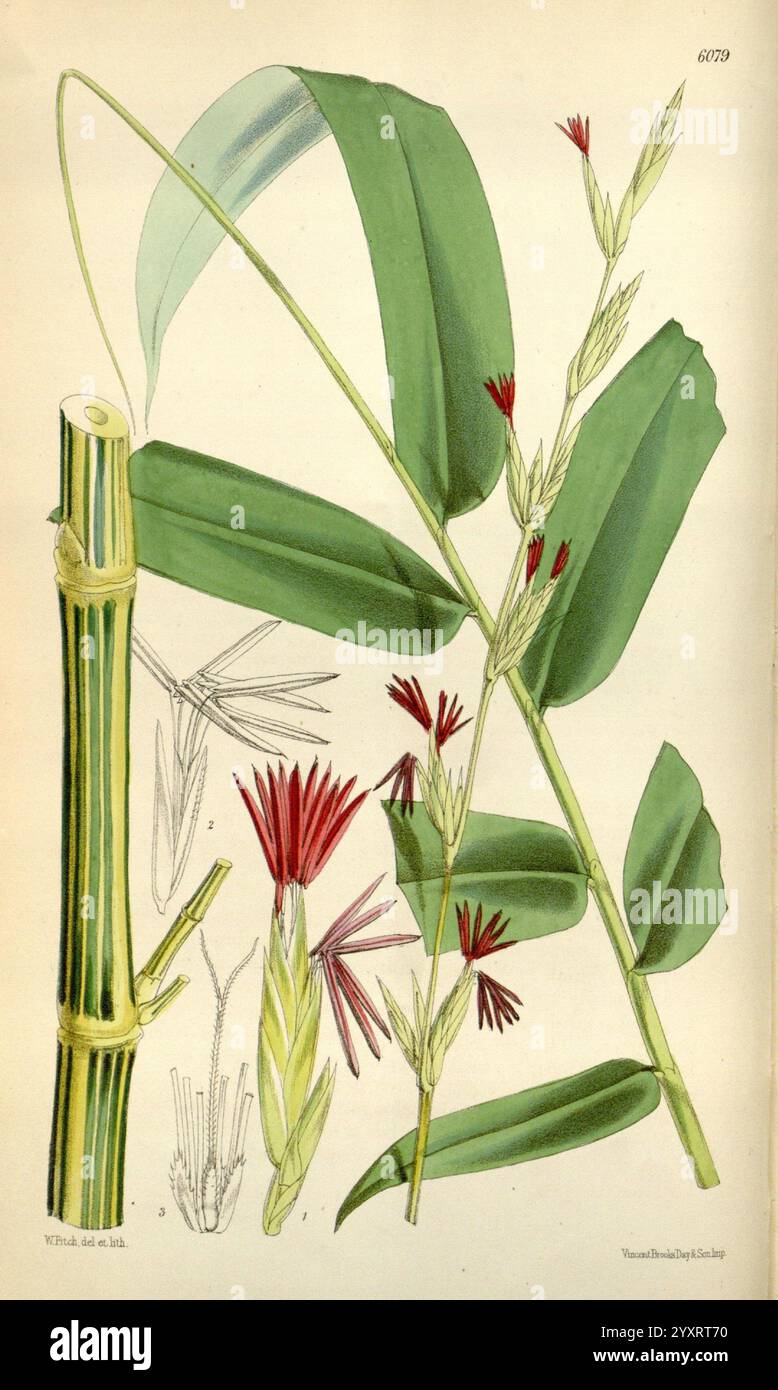 Curtis's Botanical Magazine, London, New York, botanical illustration ...
