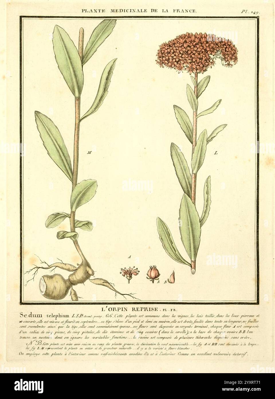 Herbier de la France, Paris, Chez l'auteur, Didot, Debure, Belin, 1780 ...