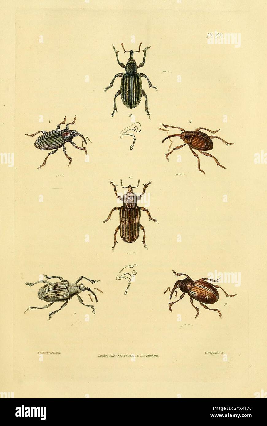 Documenting insect biodiversity hi-res stock photography and images - Alamy