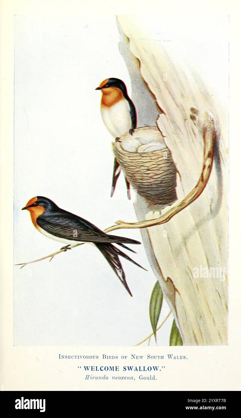 Welcome swallow illustration hi-res stock photography and images - Alamy