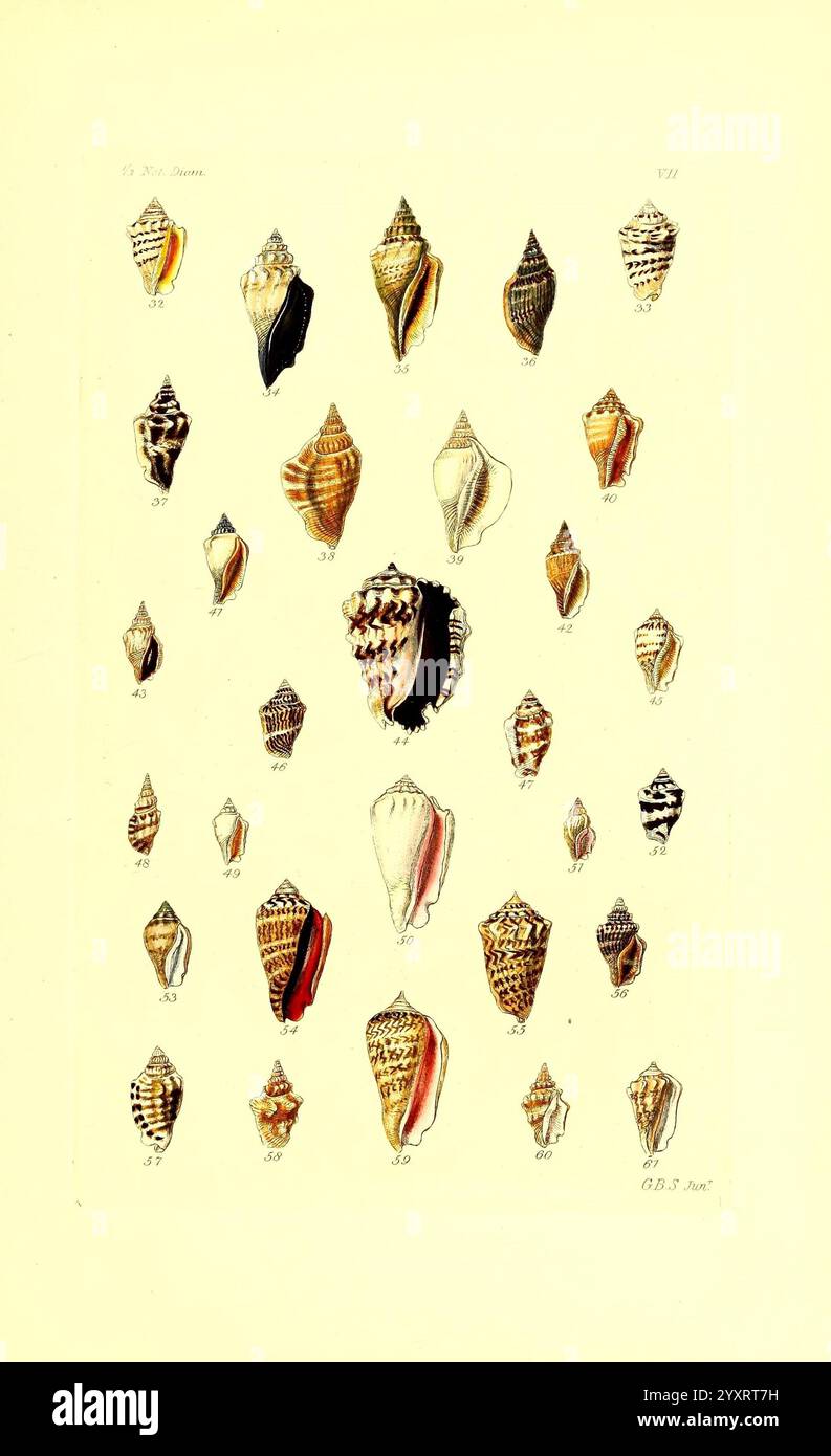 Thesaurus conchyliorum, or Monographs of genera of shells, London ...