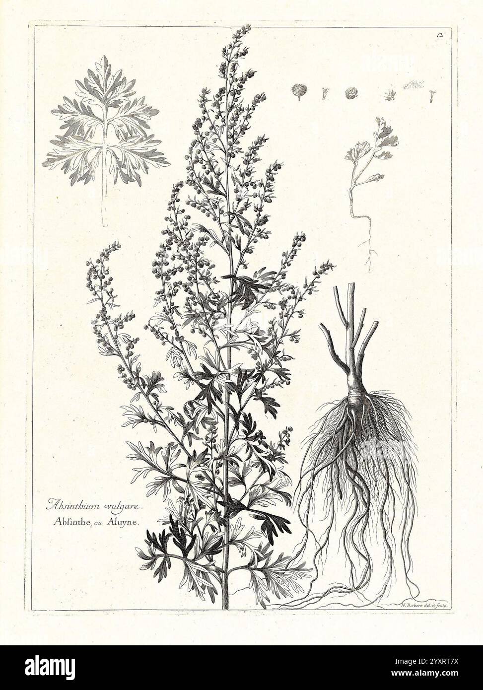 Artemisia vulgaris illustration hi-res stock photography and images - Alamy