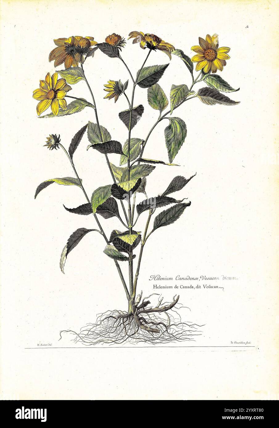 Helianthus canadensis hi-res stock photography and images - Alamy