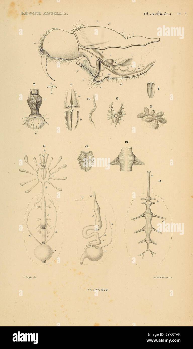 Le règne animal distribué d'après son organisation, Paris, 1836-1849 ...