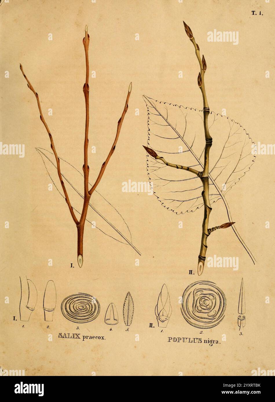 Plants tree poplar willow black poplar populus nigra salix praec hi-res ...