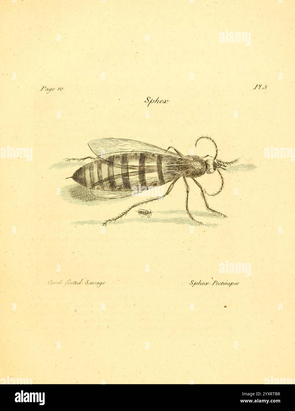 A decade of curious insects London, Printed for the author in St. James ...