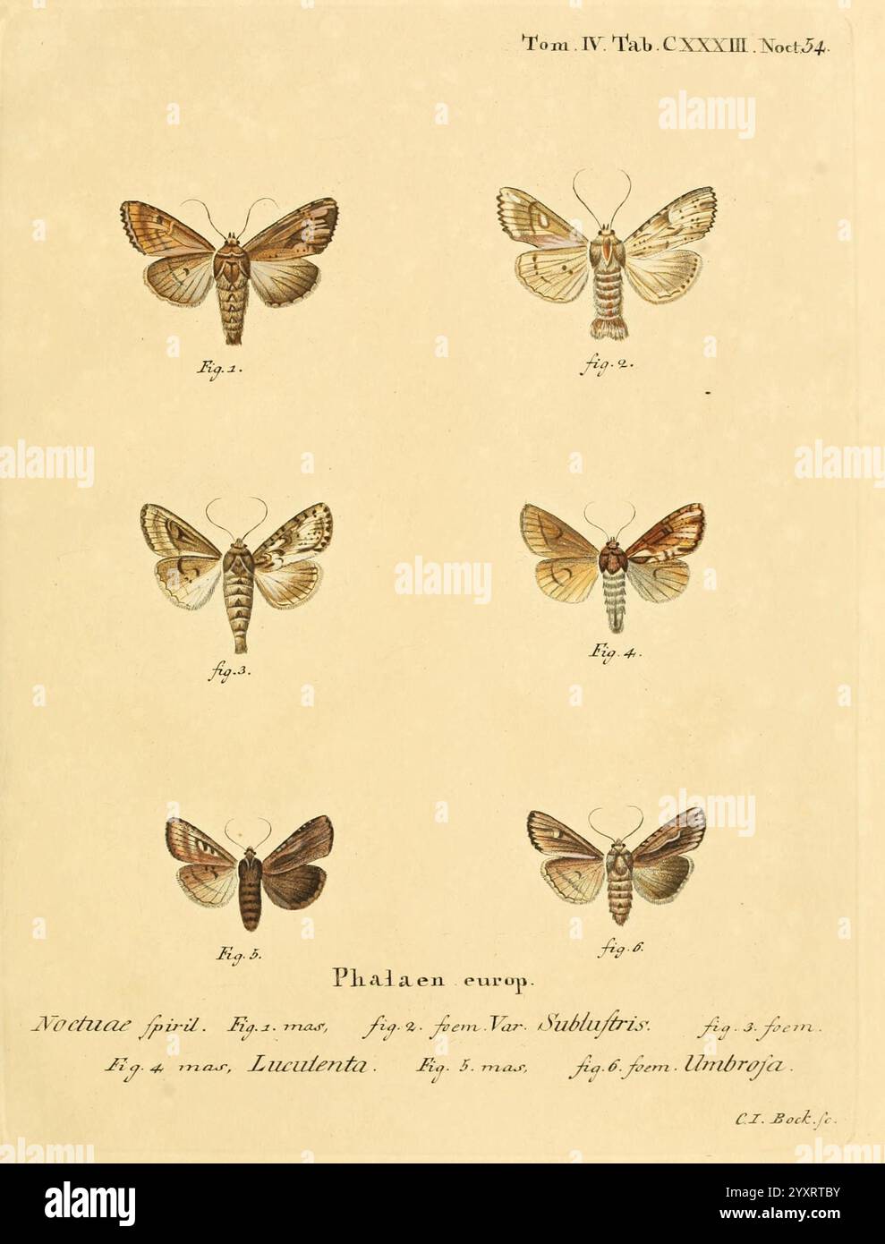 Top row features three different moths hi-res stock photography and ...
