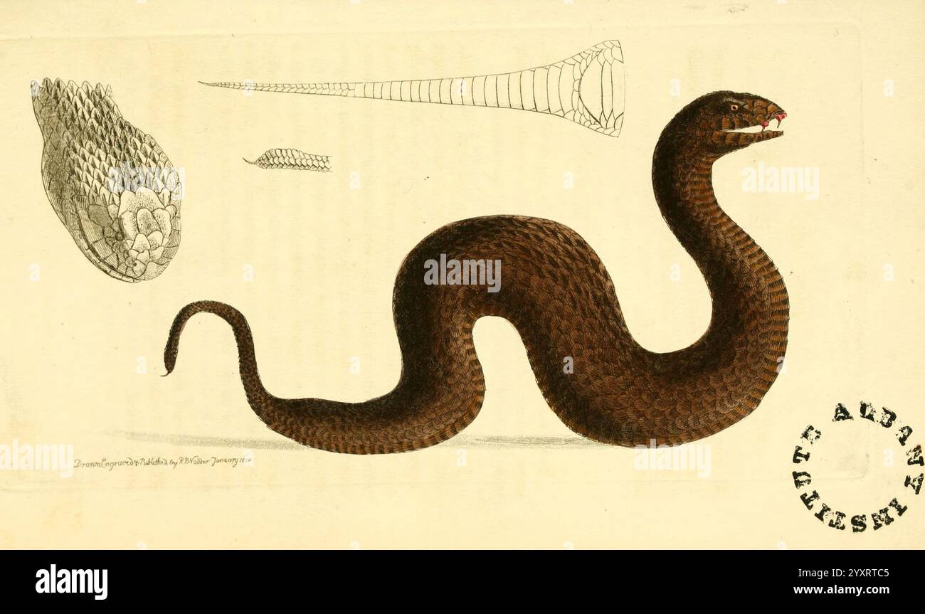 Additional detailed sketches provide hi-res stock photography and ...