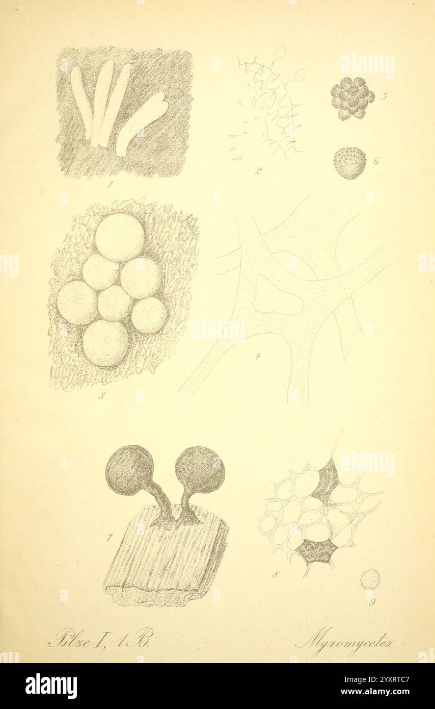 Understanding various microbial forms hi-res stock photography and ...