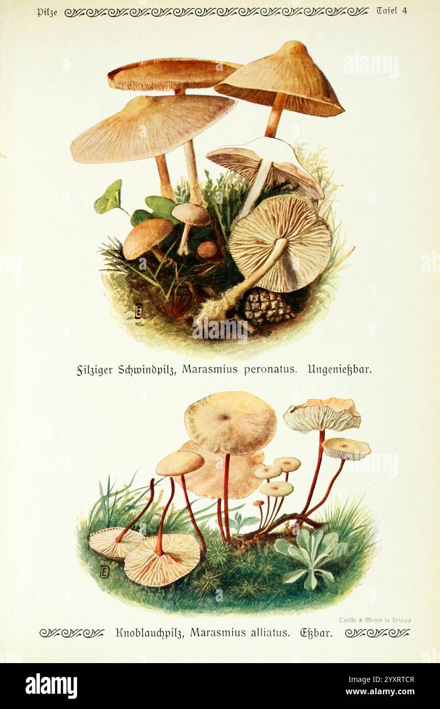 Rounder mushrooms hi-res stock photography and images - Alamy