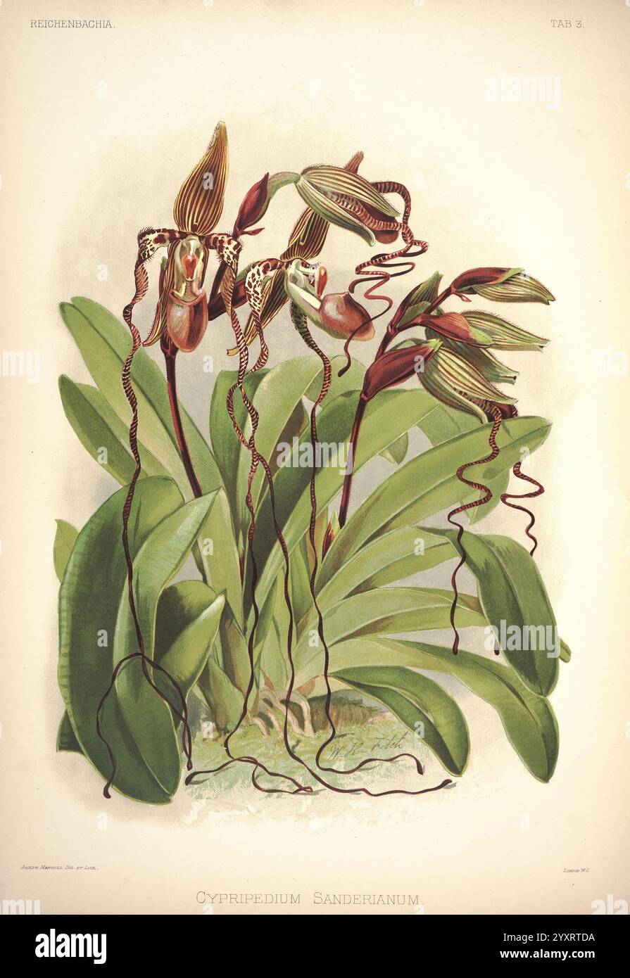 Rich green foliage forms hi-res stock photography and images - Alamy