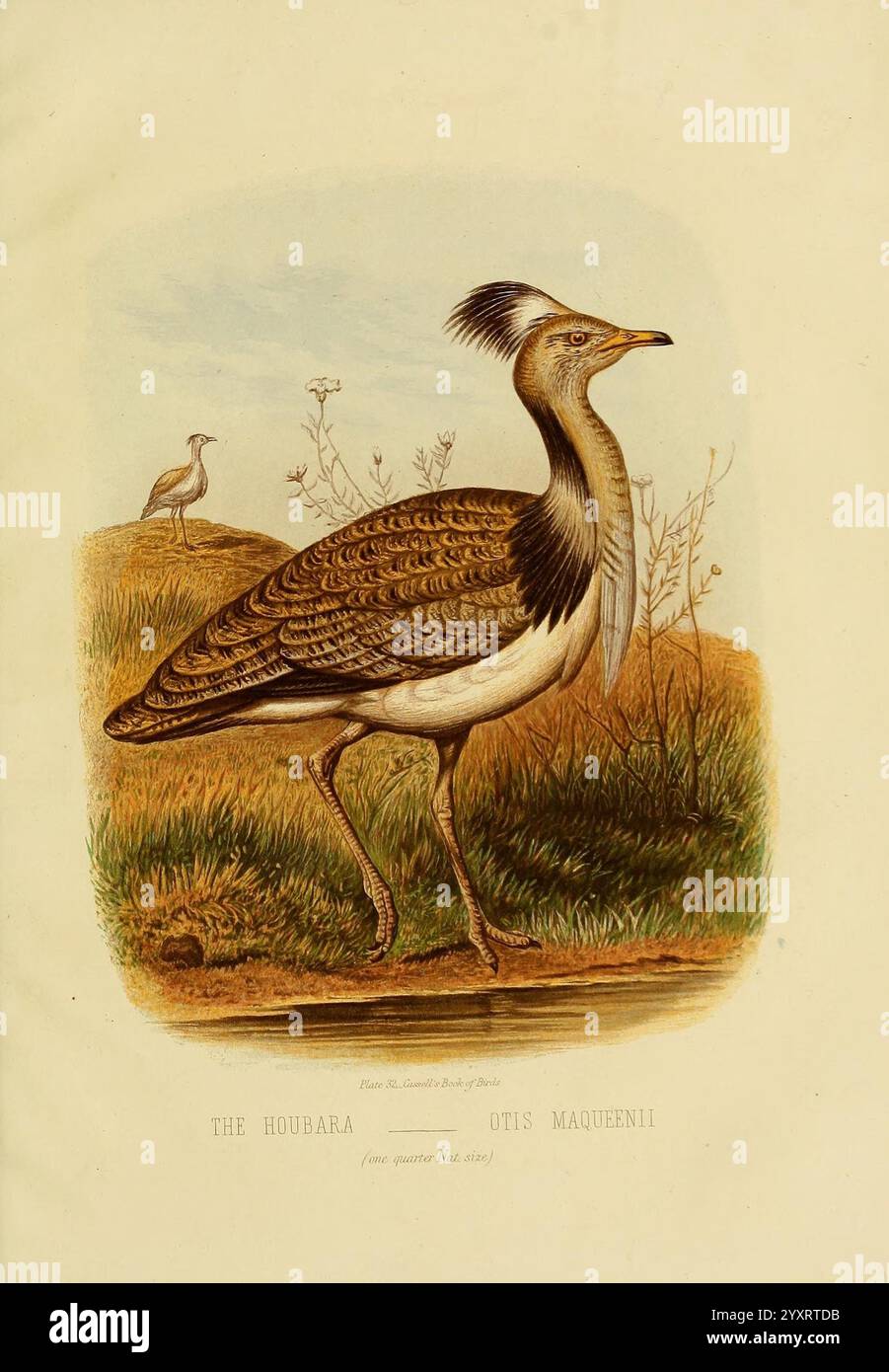 Indian houbara hi-res stock photography and images - Alamy