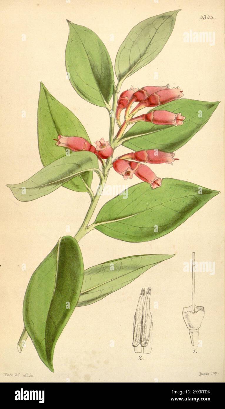 Flared tip hi-res stock photography and images - Alamy