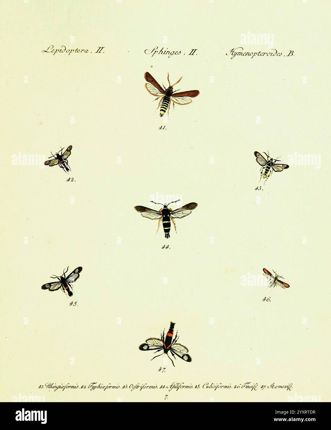 Hübner's Papilio S.l. S.n. 1796-1841 Lepidoptera, This illustration ...