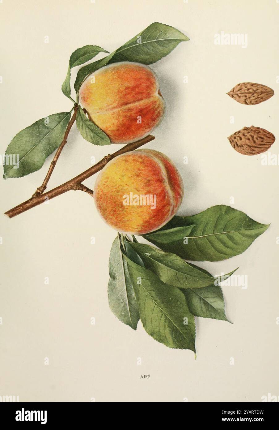 Pair of textured fruits hi-res stock photography and images - Alamy