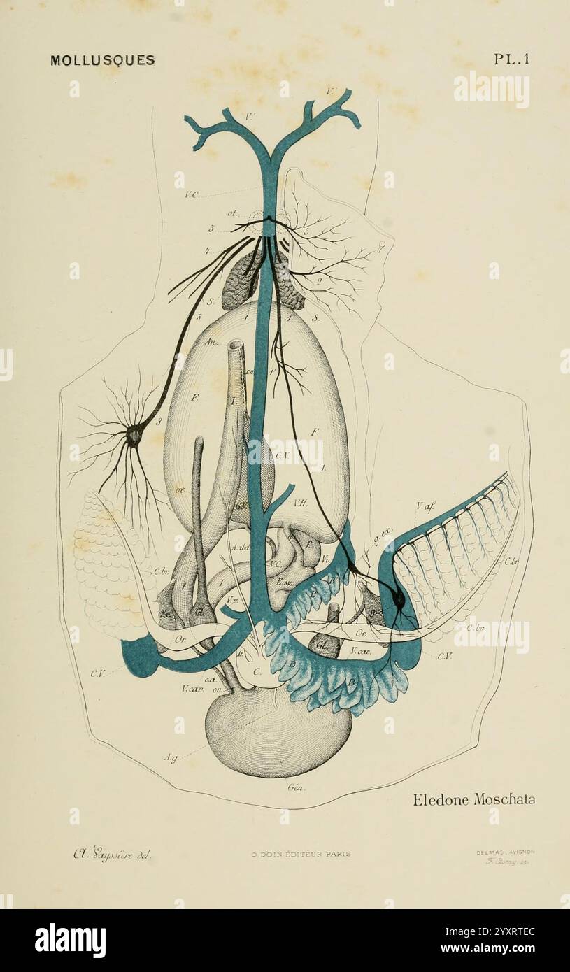 Atlas d'anatomie comparée des invertébrés, Paris, Doin, 1890, anatomy ...