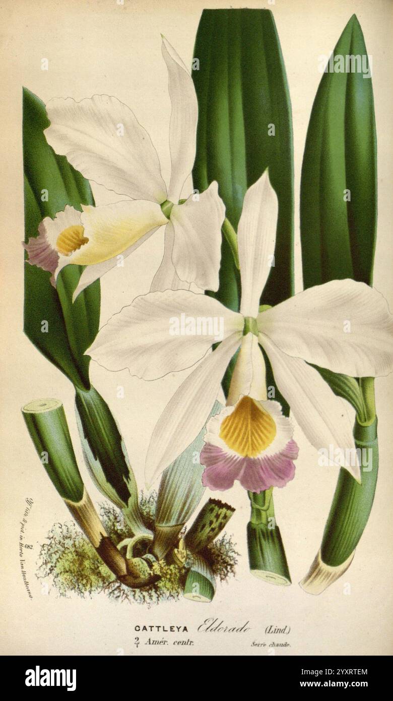 Stunning cattleya orchid showcases hi-res stock photography and images ...