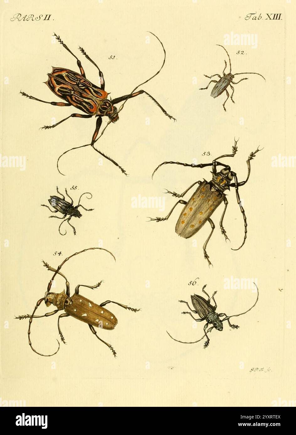 J.E. Voet, M. Doct, Catalogus systematicus coleopterorum = À la Haye ...