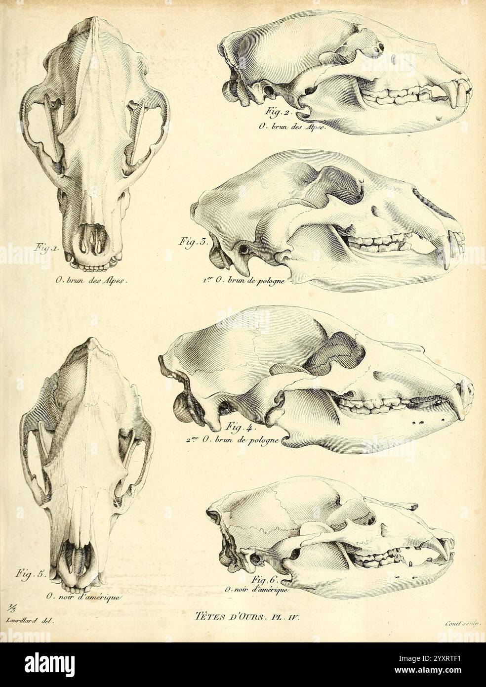 Skull morphology across hi-res stock photography and images - Alamy