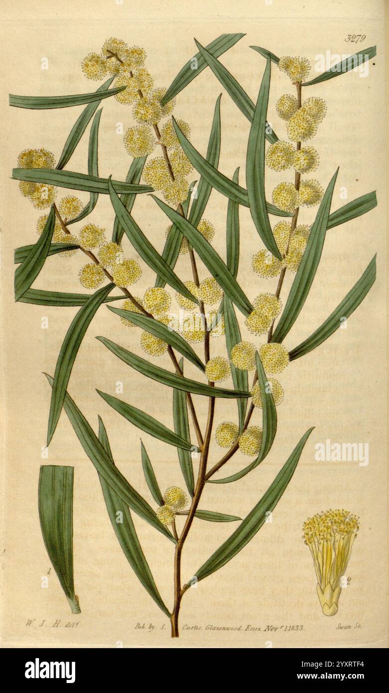 Curtis's Botanical Magazine London, New York Botanical Illustration ...