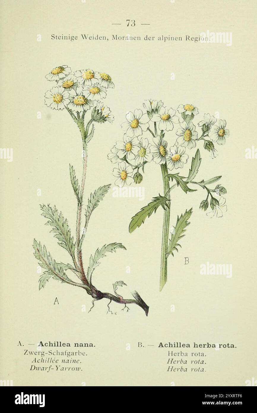 Alpen-Flora, Heidelberg, C. Winter,1906. Alps, Mountain Plants ...