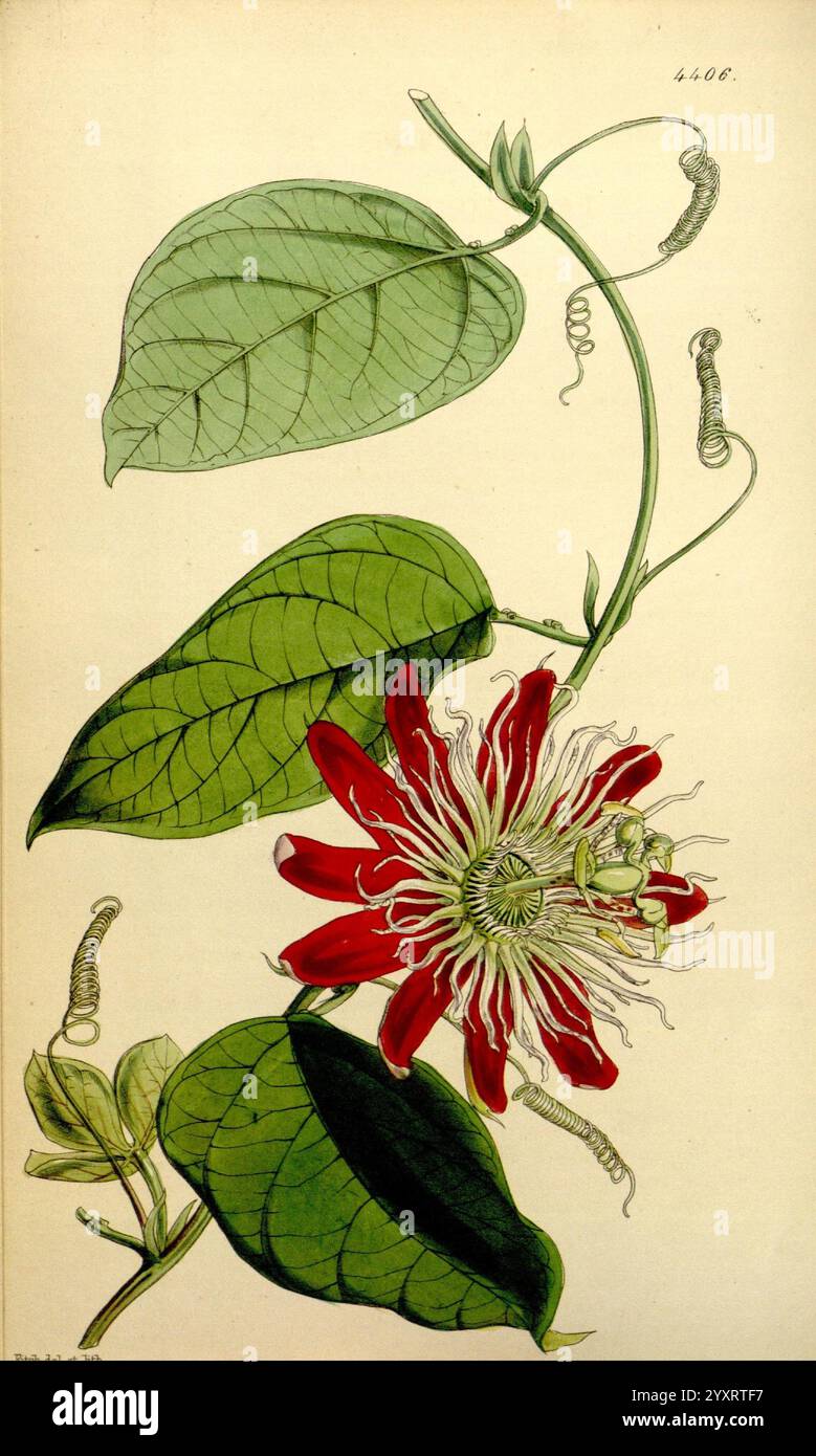 Delicate vine features prominent heart shaped leaves hi-res stock ...