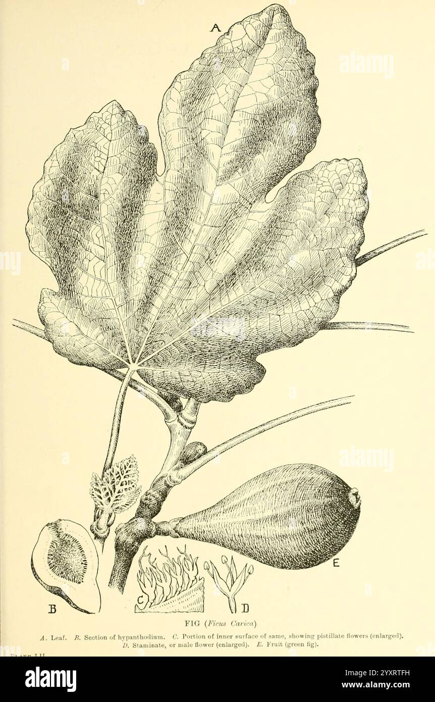 Trees and shrubs of the British Isles, London, Dent, 1909, botany ...