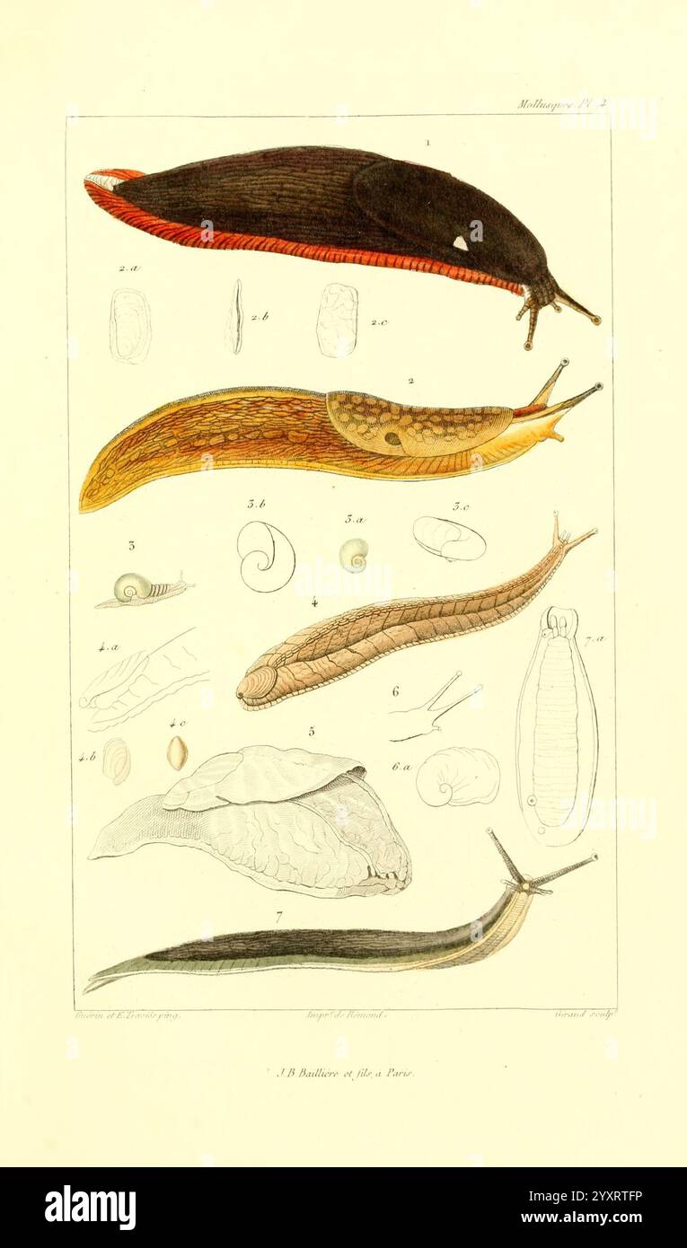 Les mollusques, Paris, J. B. Baillière, 1868, classification, mollusks ...