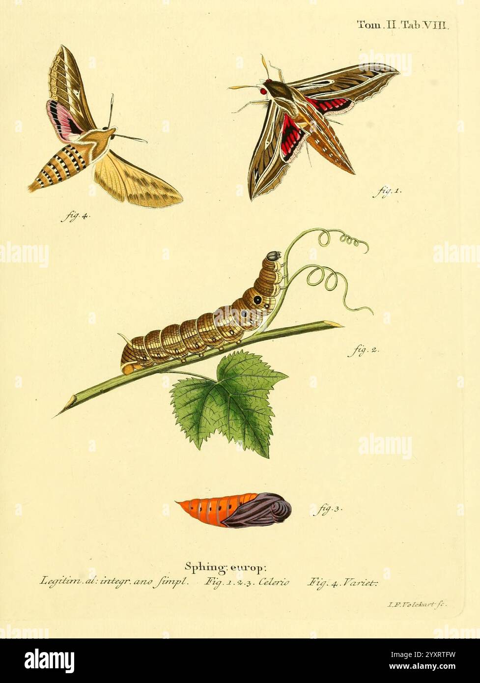 Adult moth showcases hi-res stock photography and images - Alamy