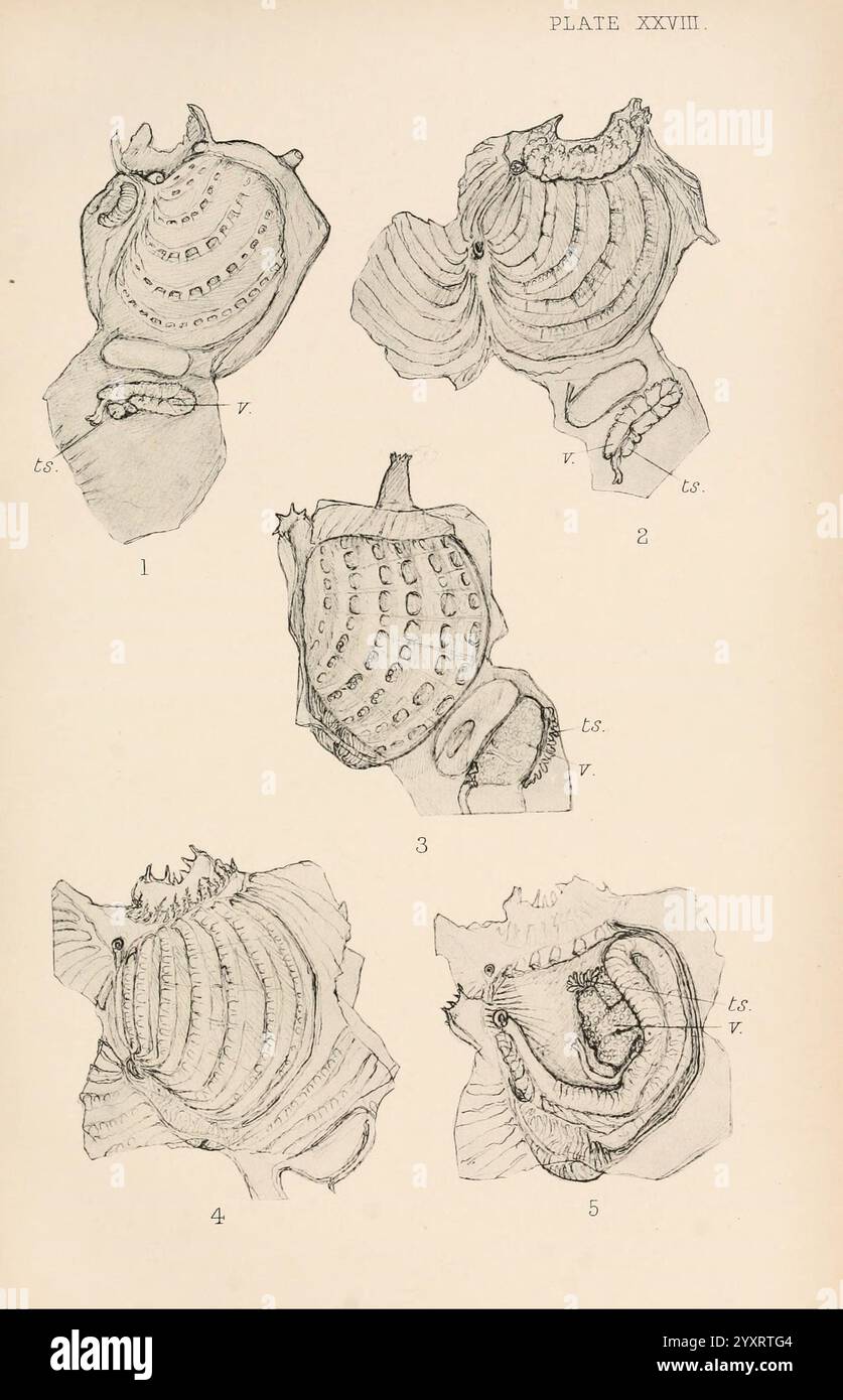 Drawing emphasizes characteristics hi-res stock photography and images ...
