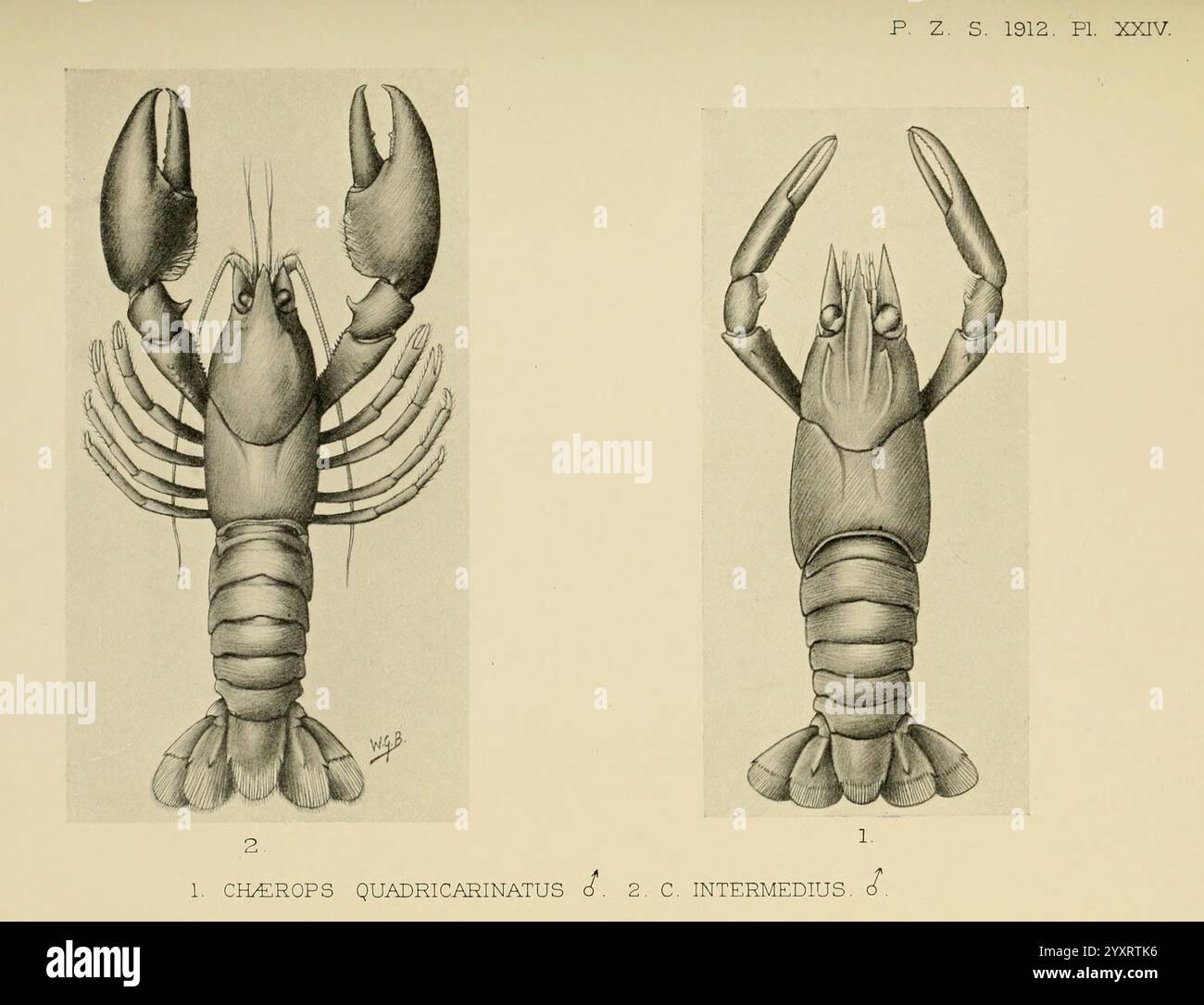 Multiple appendages hi-res stock photography and images - Alamy