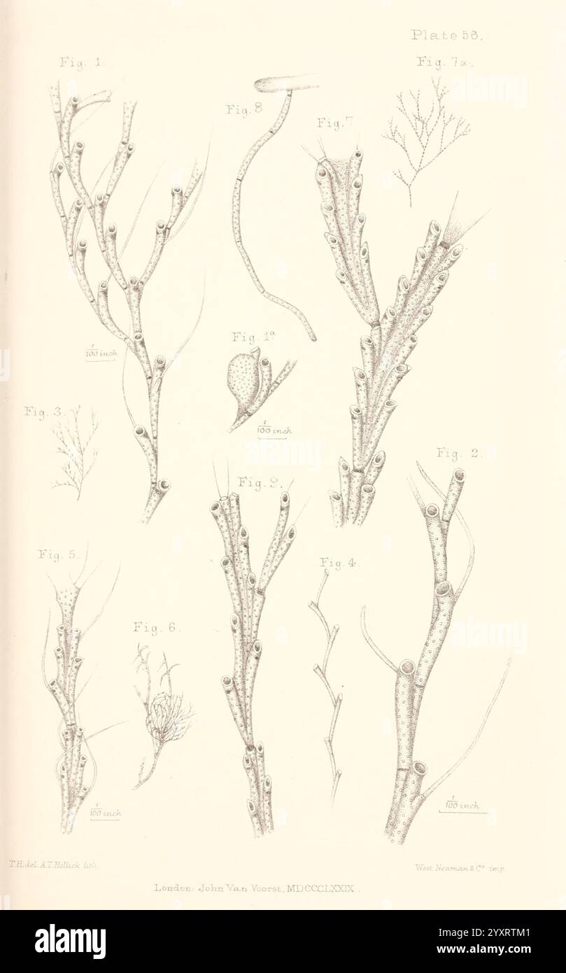 A history of the British marine Polyzoa, London, J. Van Voorst, 1880 ...