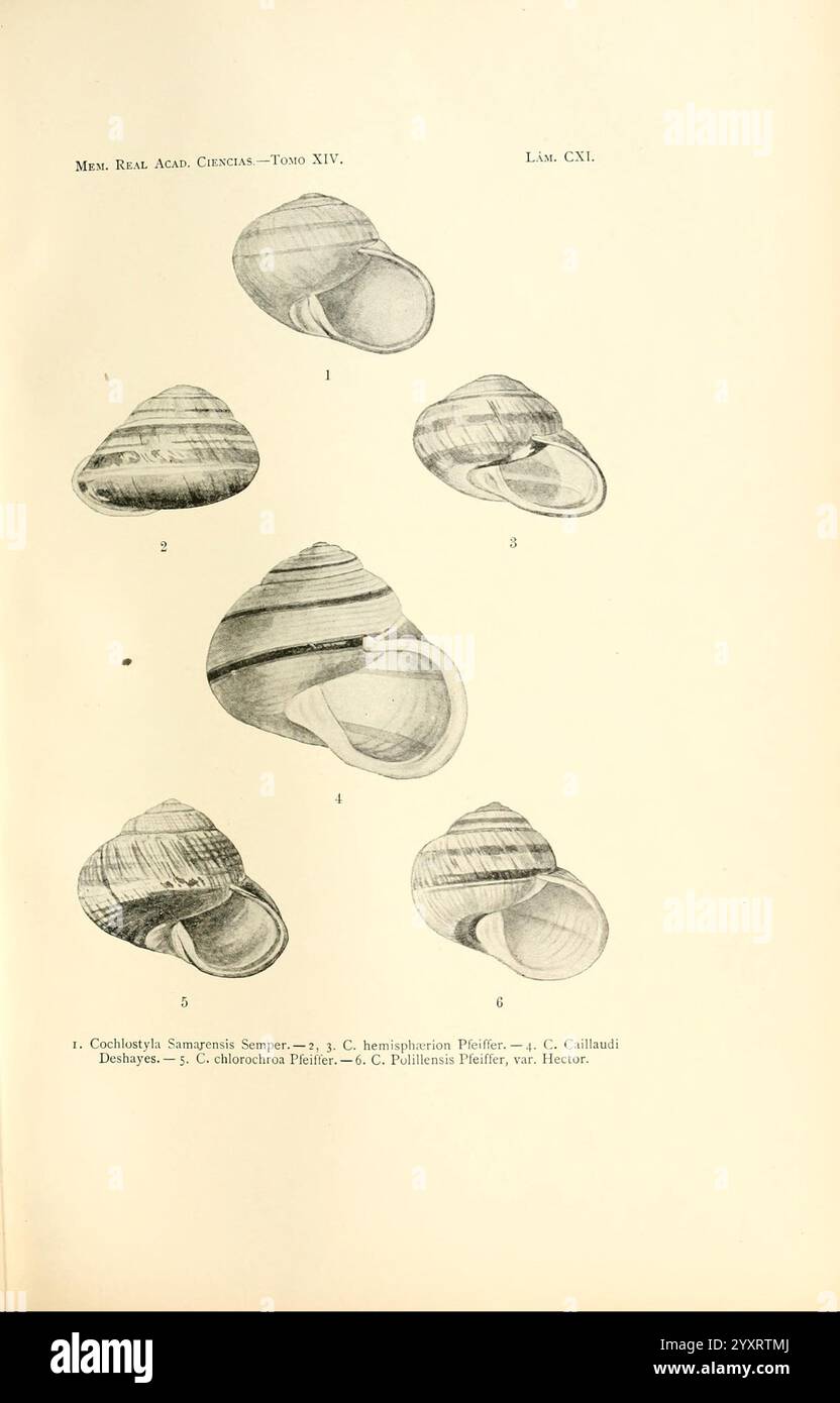 Shells exhibit various patterns hi-res stock photography and images - Alamy