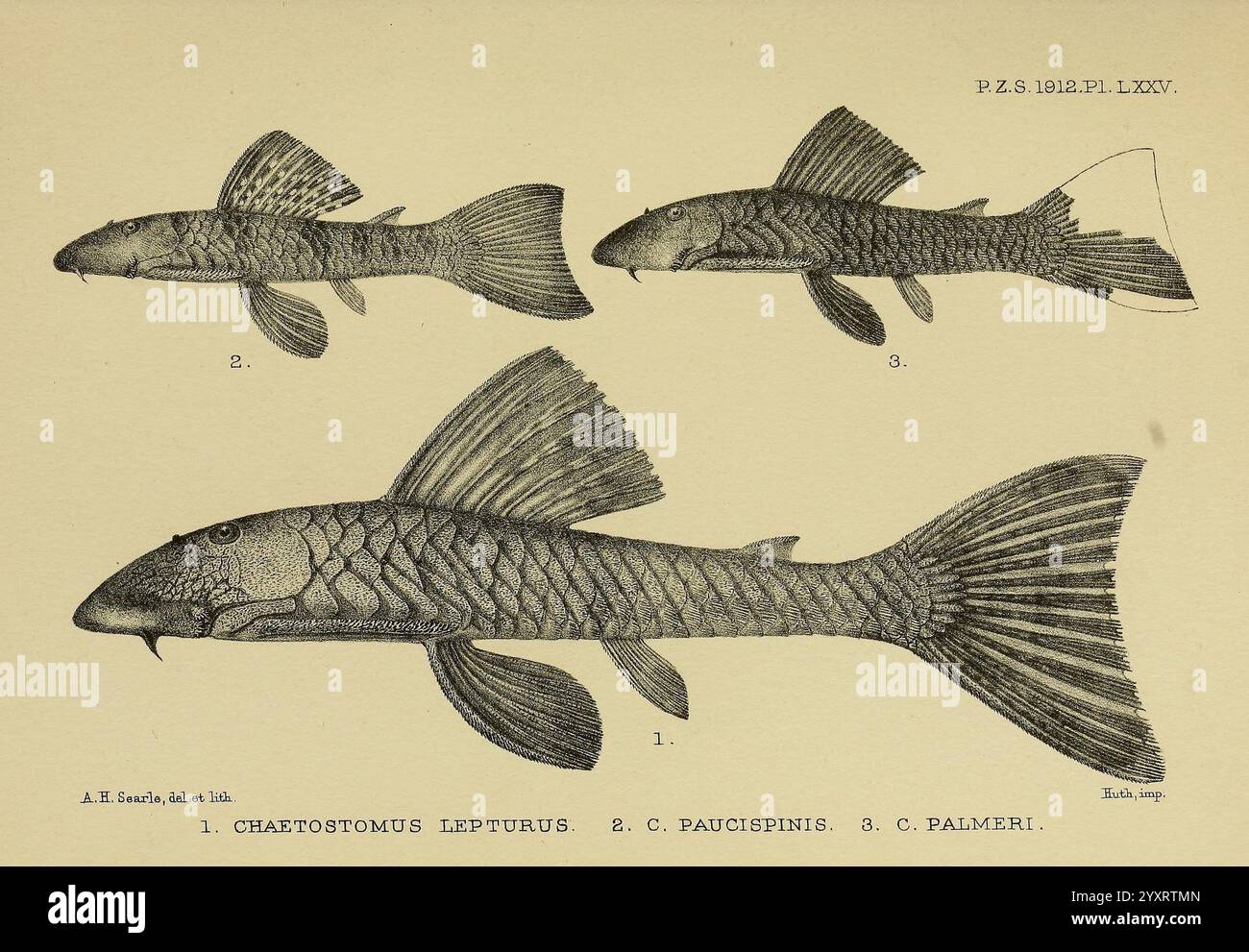 Proceedings of the Zoological Society of London, London, Academic Press ...