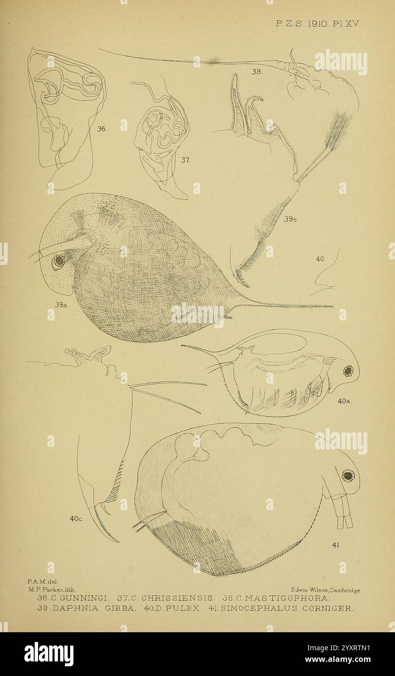 Labeled figure depicts unique features hi-res stock photography and ...