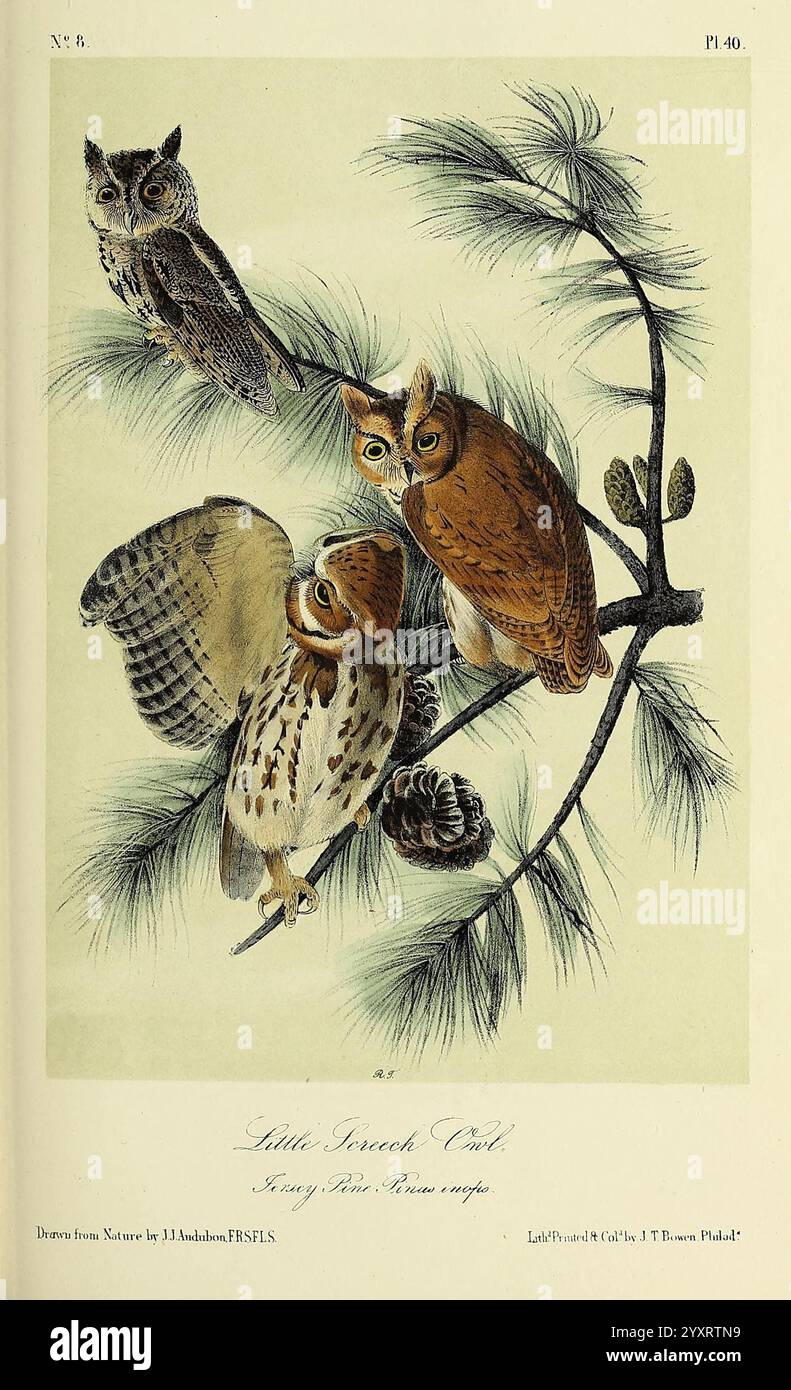 The Birds of America, New York, G.R. Lockwood, 1871, c1839, birds ...