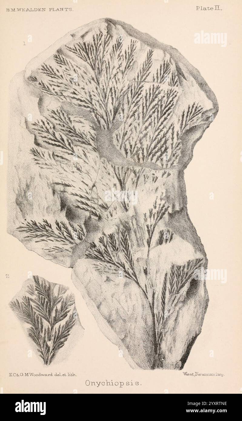 Catalogue of the Mesozoic plants in the Department of Geology, British ...