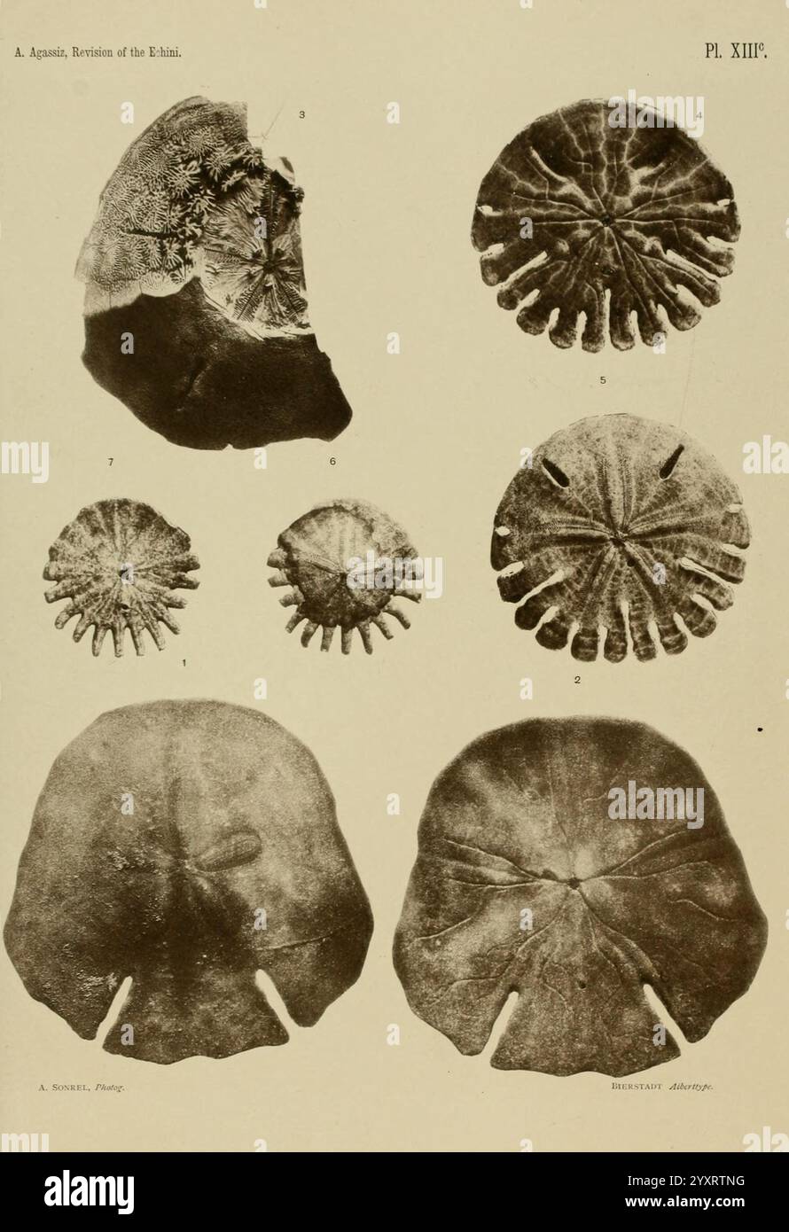 Revision of the Echini Cambridge [Mass.], University Press, 1872-1874 ...