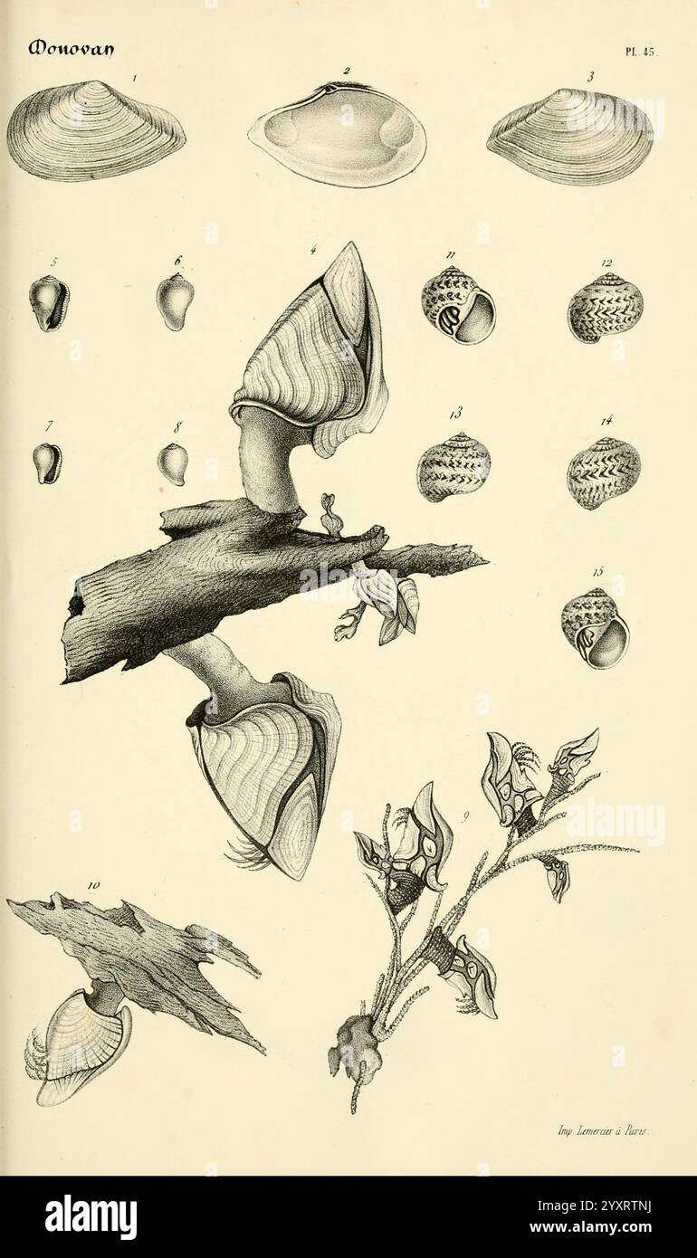 Terrestrial specimens hi-res stock photography and images - Alamy