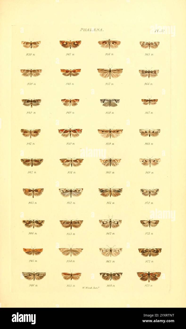 Different moth varieties hi-res stock photography and images - Alamy
