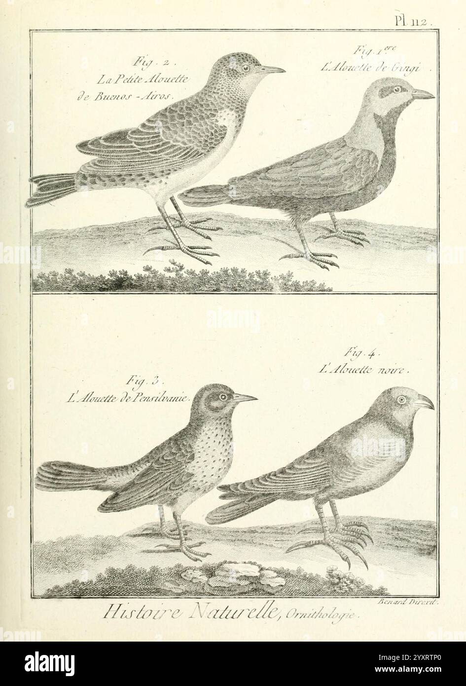 Top row features two birds hi-res stock photography and images - Alamy