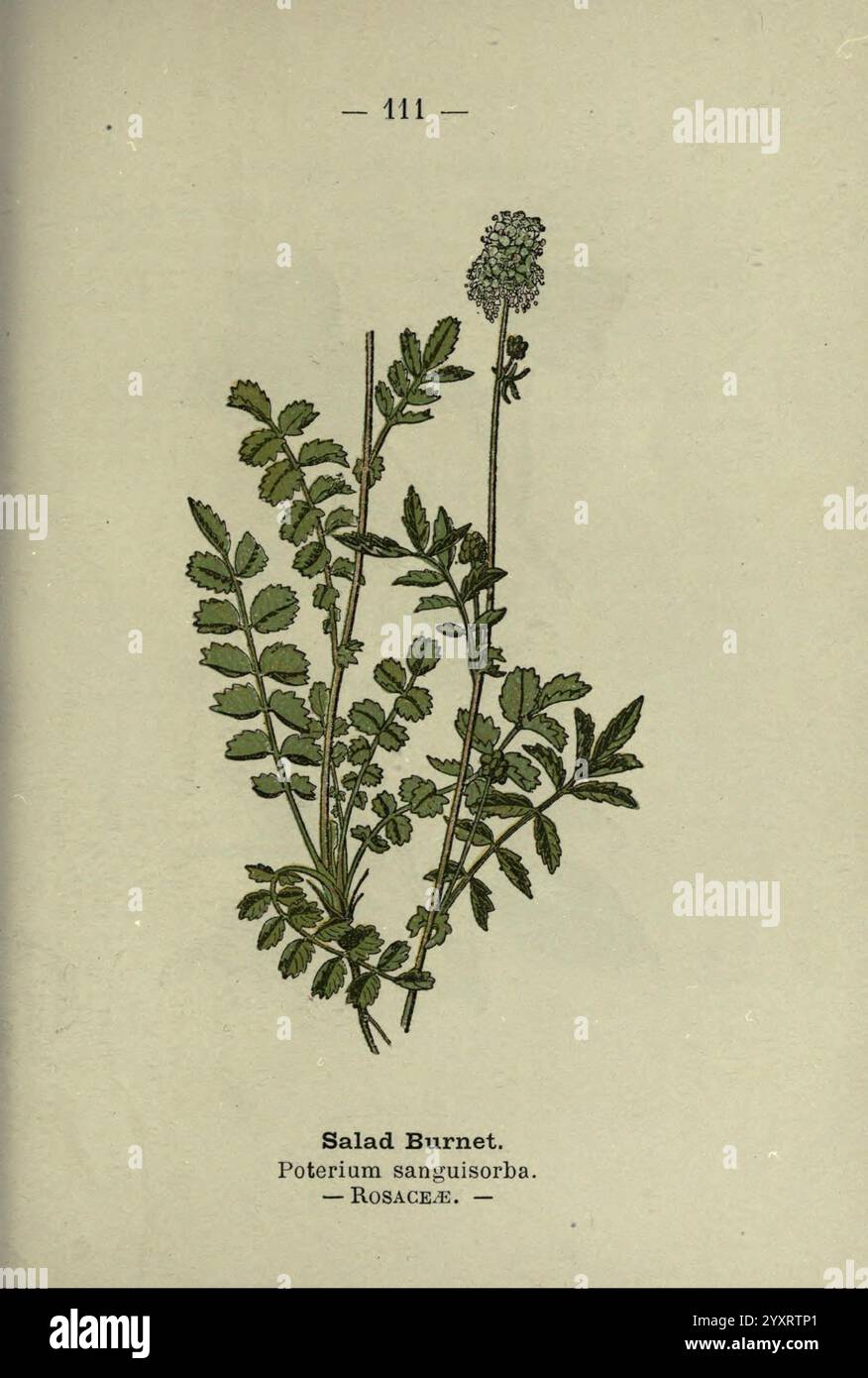 Wayside and woodland blossoms London F. Warne 1895 Great Britain ...