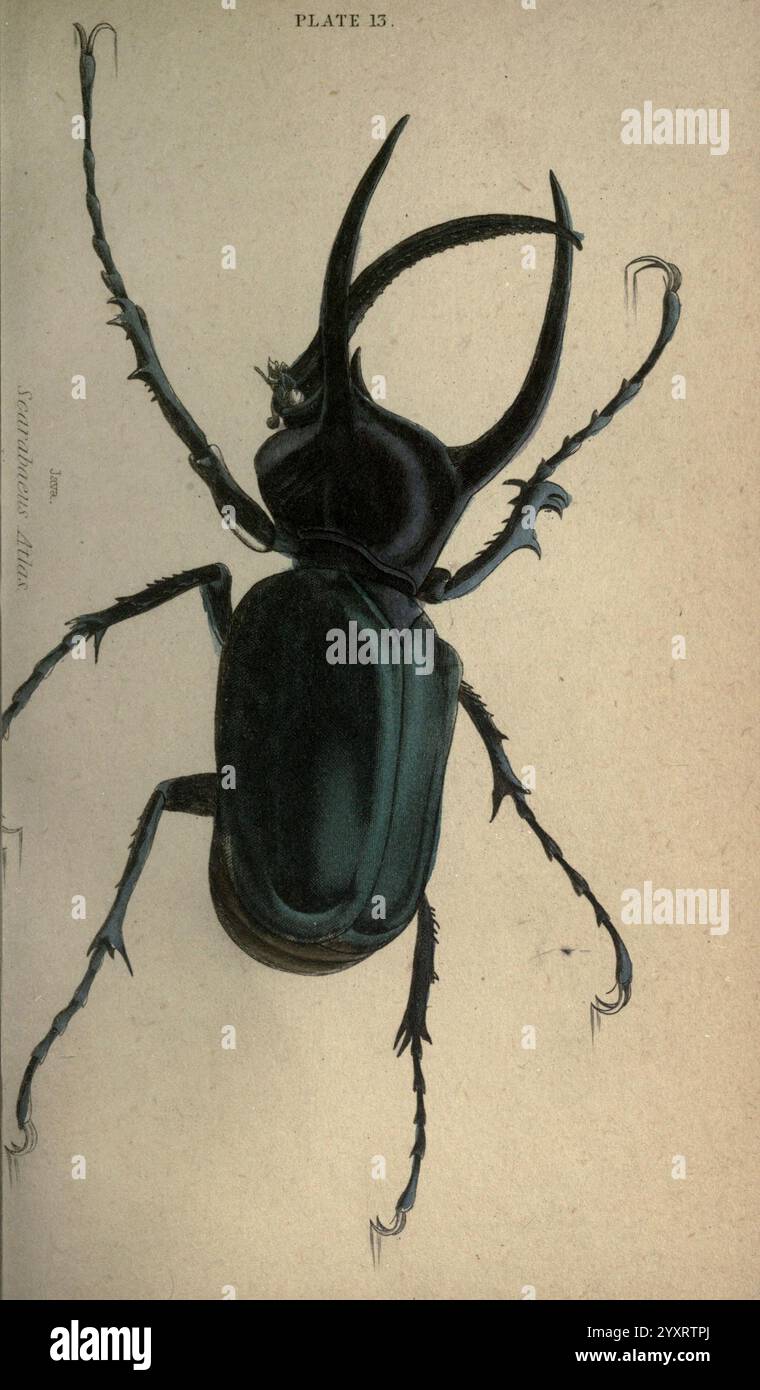 Exoskeleton features hi-res stock photography and images - Alamy