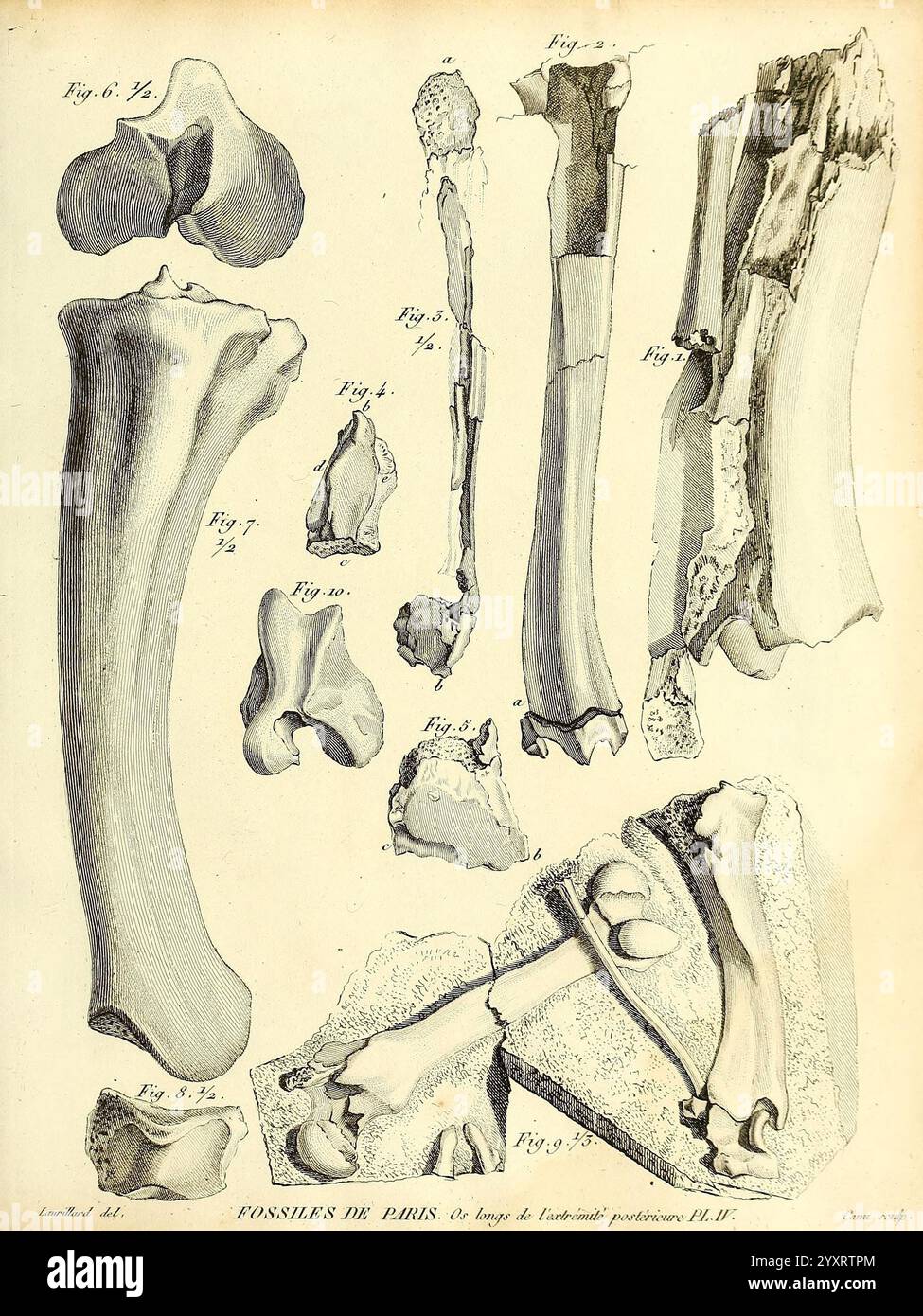 Recherches sur les ossemens fossiles de quadrupèdes Paris Deterville ...