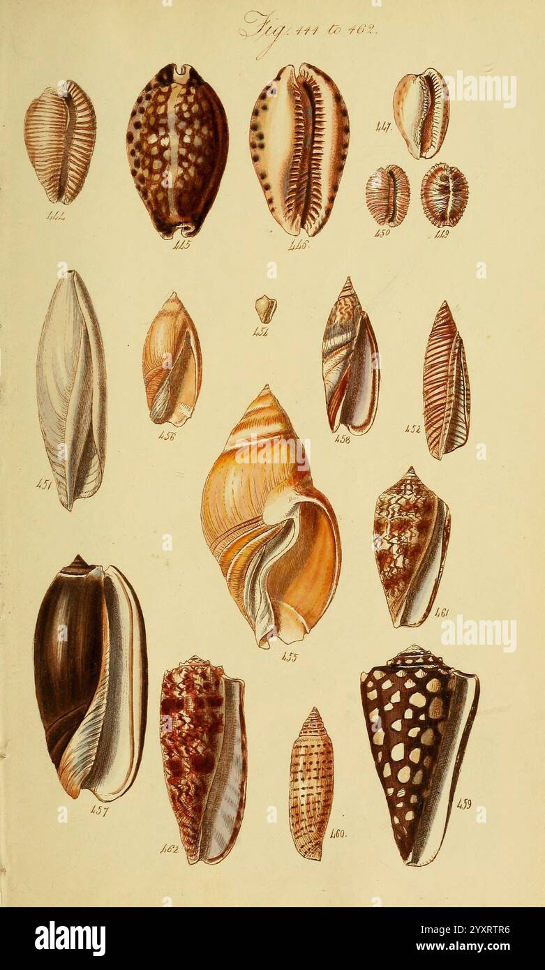 Conical shell stands hi-res stock photography and images - Alamy