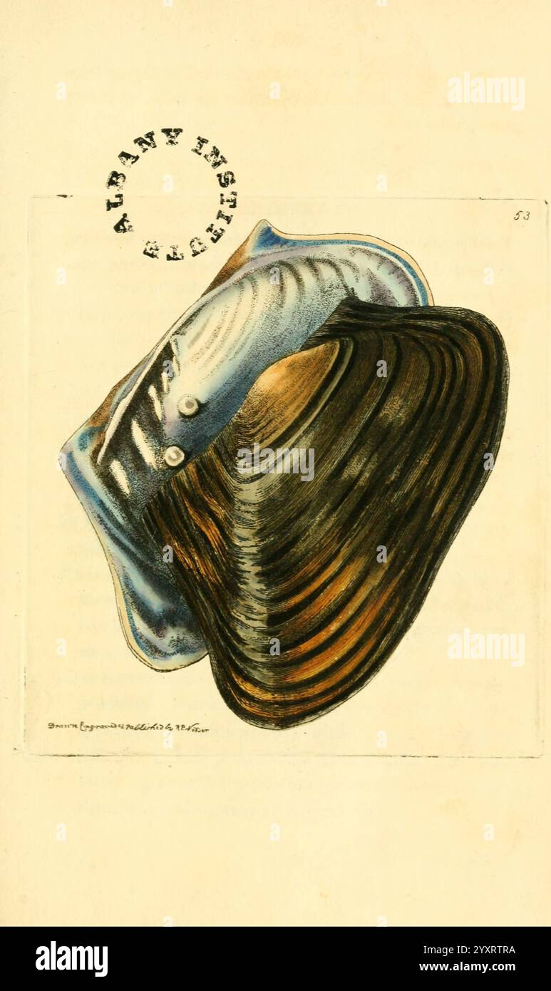 Shells coloration transitions hi-res stock photography and images - Alamy