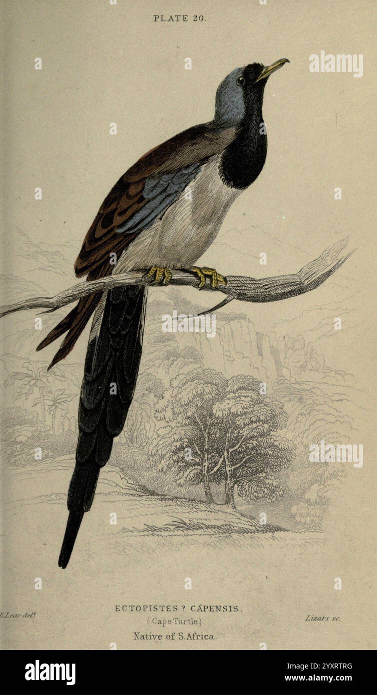 Doves native habitat hi-res stock photography and images - Alamy