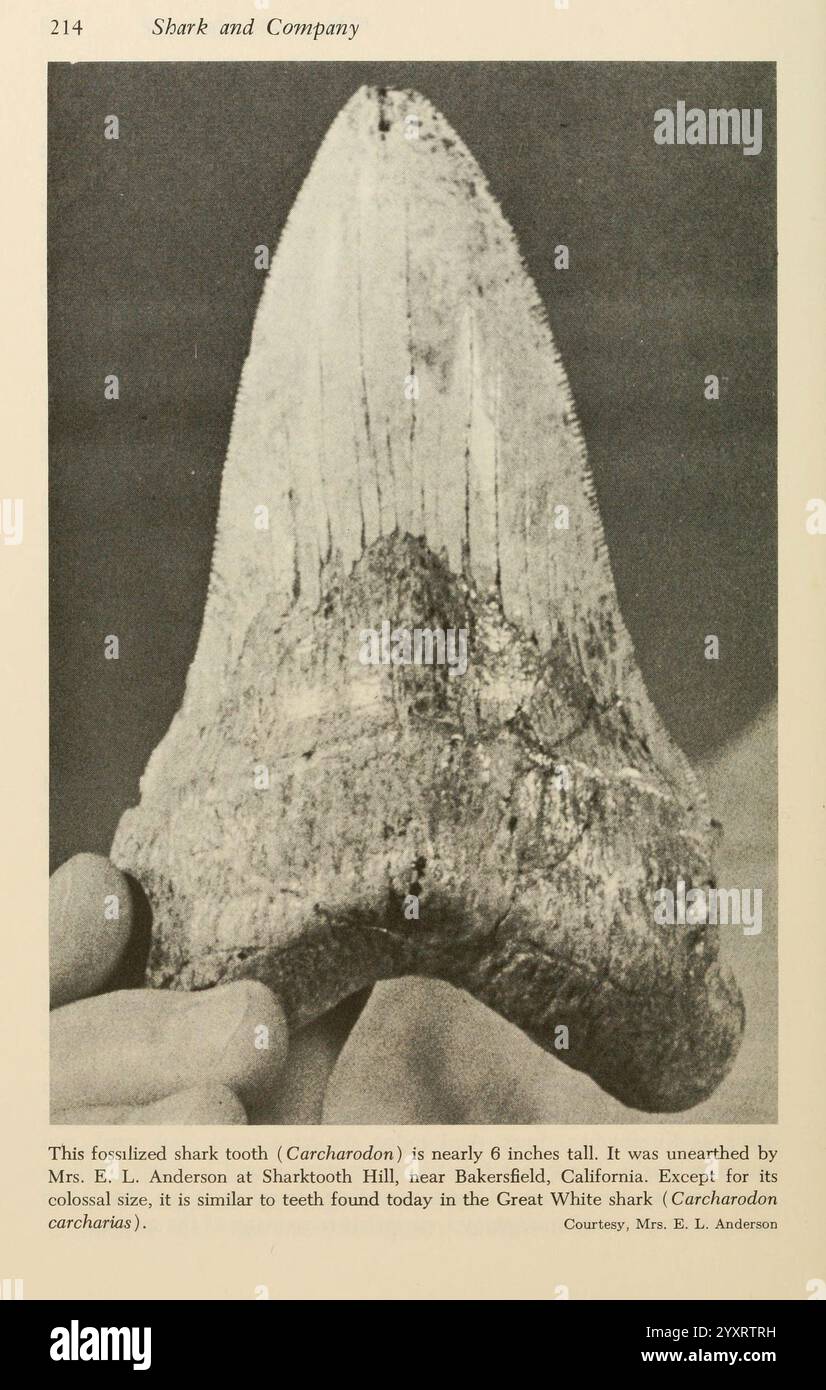 Shark tooth hill hi-res stock photography and images - Alamy